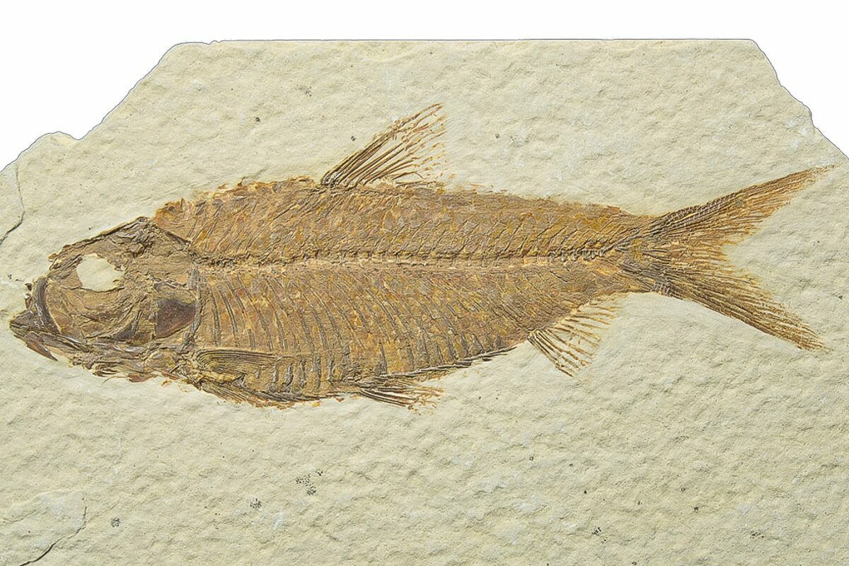 3.7" Detailed Fossil Fish (Knightia) - Wyoming (#247360) For Sale ...