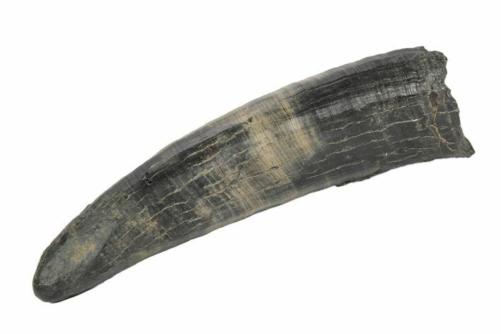 3.8" Fossil Pygmy Sperm Whale (Kogiopsis) Tooth - South Carolina ...