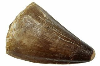 6" Mosasaur (Prognathodon) Tooth - Composite Root (#121328) For Sale ...