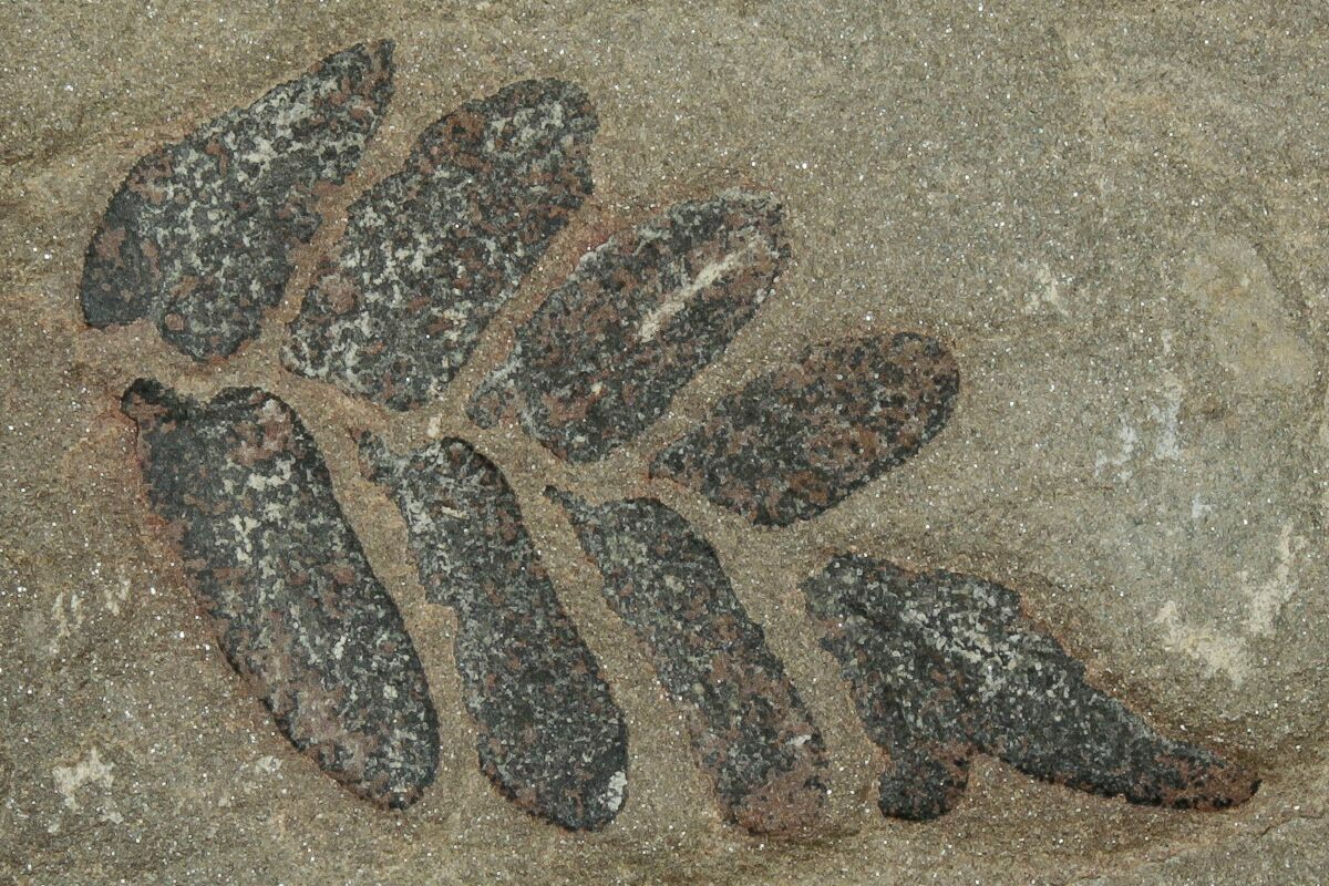 4.5" Pennsylvanian Fossil Fern (Neuropteris) Plate - Kentucky (#248108 ...
