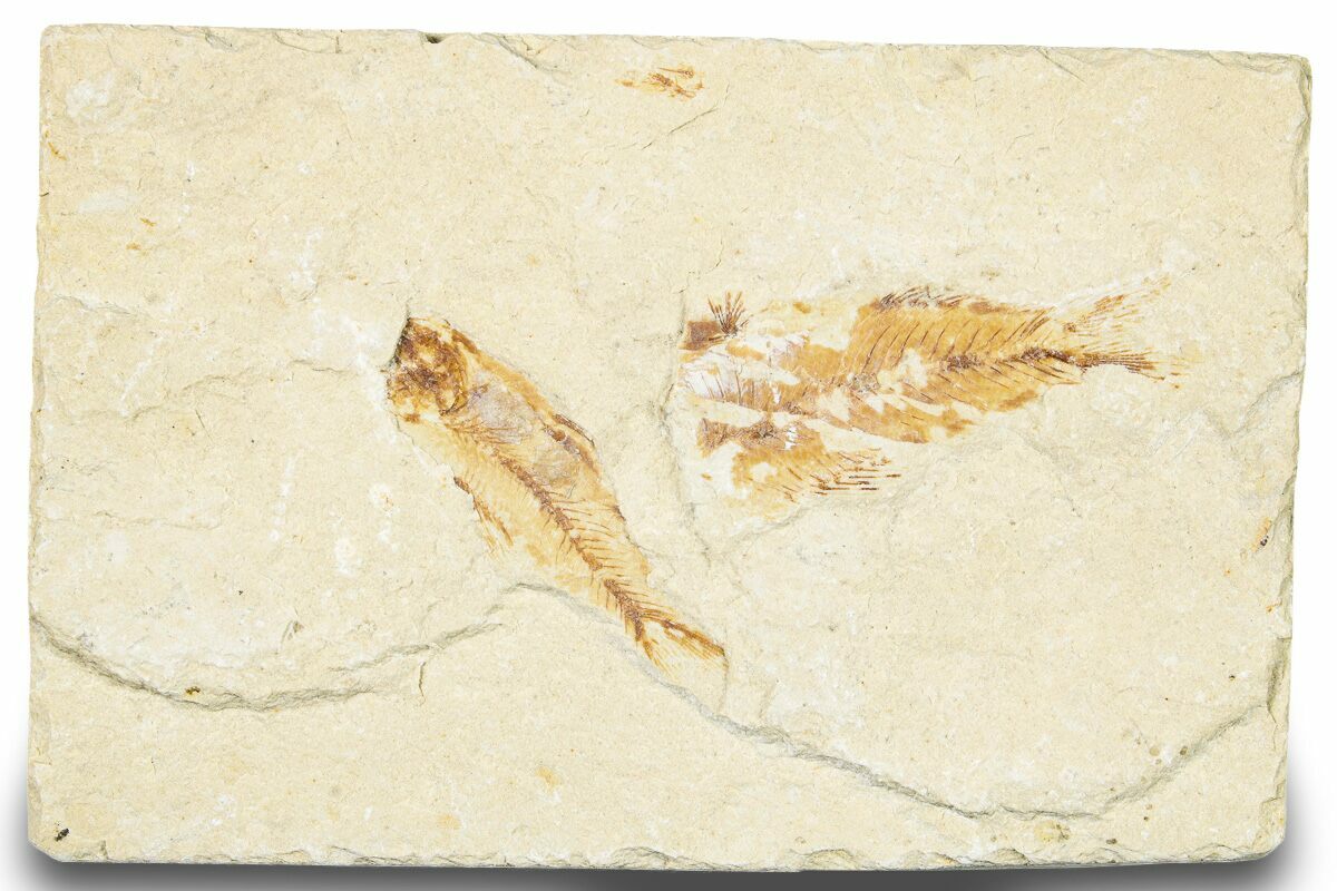 Two Cretaceous Fossil Fish Plate - Lebanon (#248346) For Sale ...
