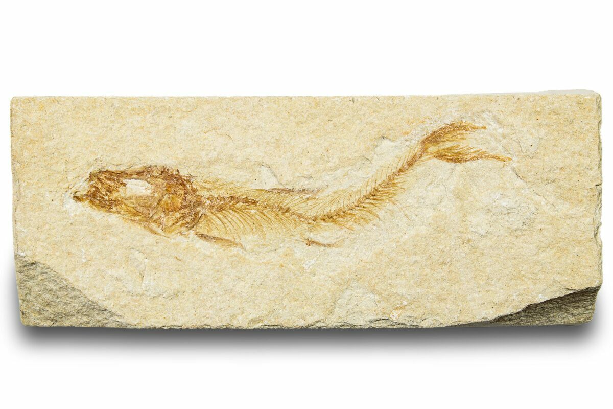 2.15" Cretaceous Fossil Fish - Lebanon (#248368) For Sale - FossilEra.com