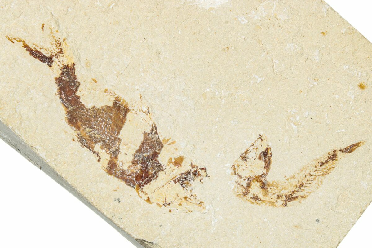 Two Cretaceous Fossil Fish Plate - Lebanon (#248433) For Sale ...