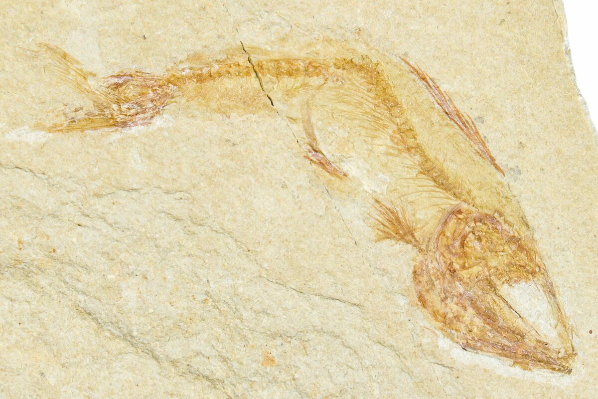 2" Cretaceous Fossil Fish - Lebanon (#248455) For Sale - FossilEra.com