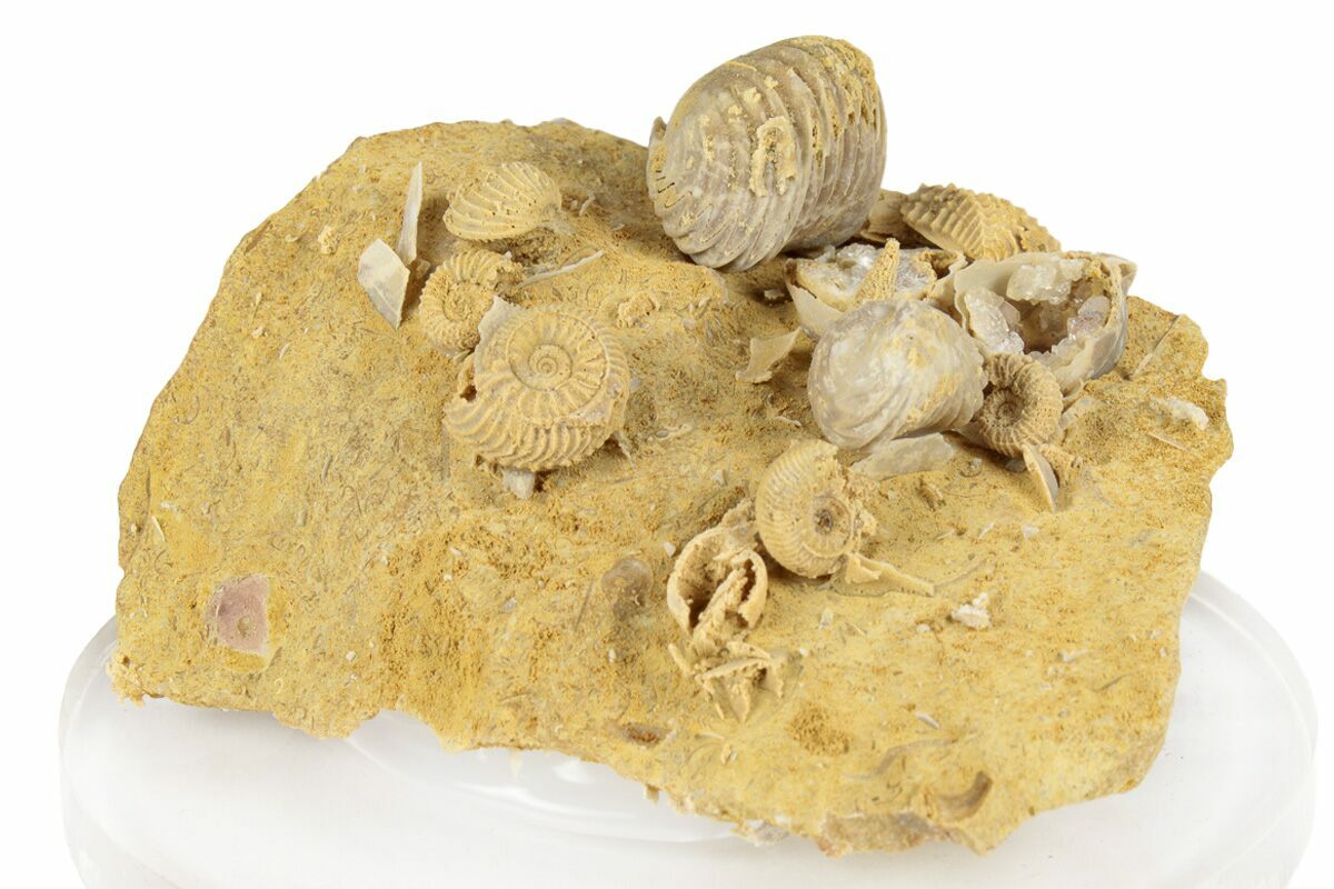 2.55" Miniature Fossil Cluster (Ammonites, Brachiopods) - France ...
