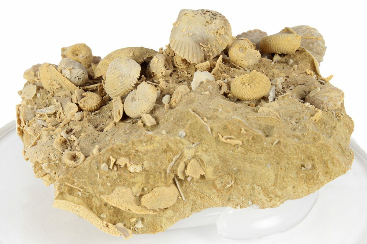 3.05" Miniature Fossil Cluster (Ammonites, Brachiopods) - France ...