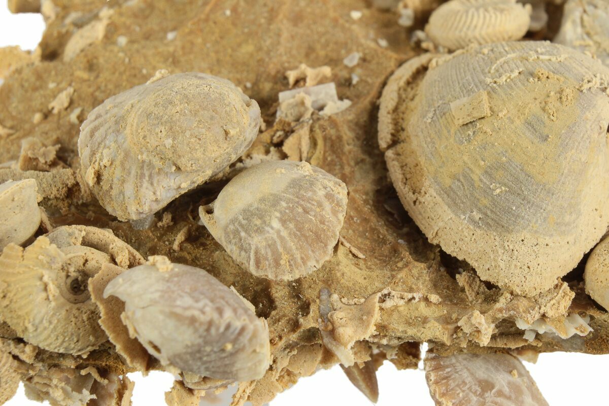 3.2" Miniature Fossil Cluster (Ammonites, Brachiopods) - France ...