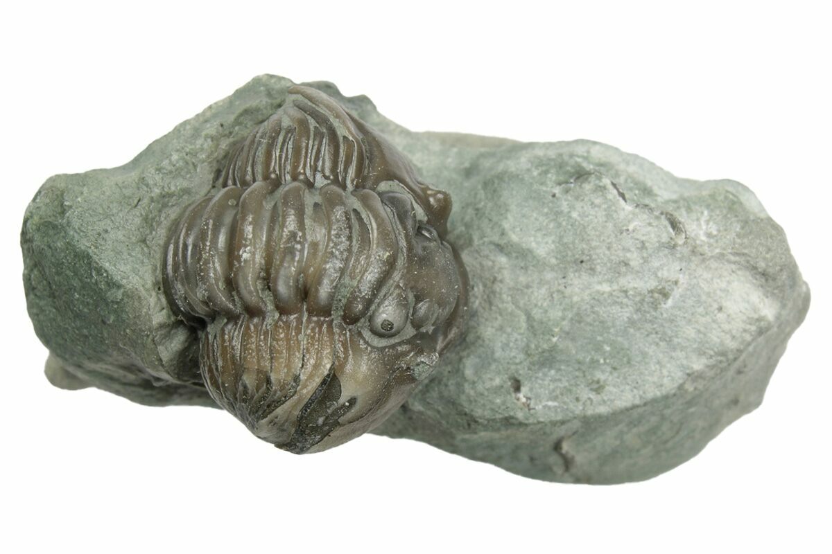 .62" Wide Enrolled Flexicalymene Trilobite - Mt. Orab, Ohio (#248597 ...