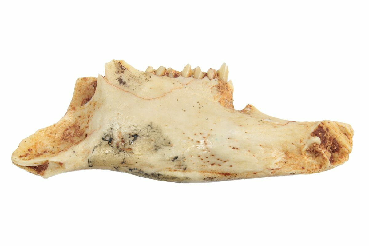 .88" Miocene Fossil Pika (Prolagus) Jaw - France (#248682) For Sale ...