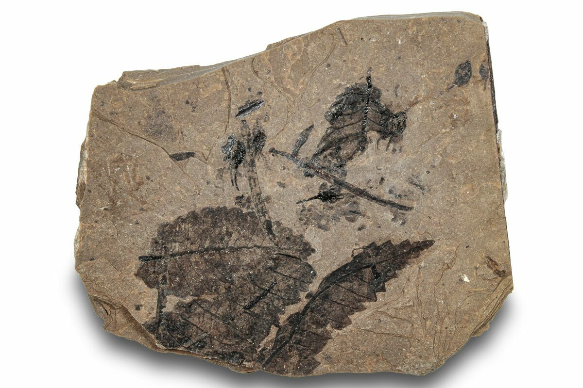 2.3" Fossil Plant (Betula) Plate - McAbee, BC (#248966) For Sale ...