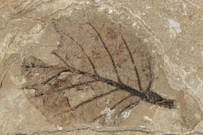 2.7" Fossil Plant (Betula) Plate - McAbee, BC (#248967) For Sale ...