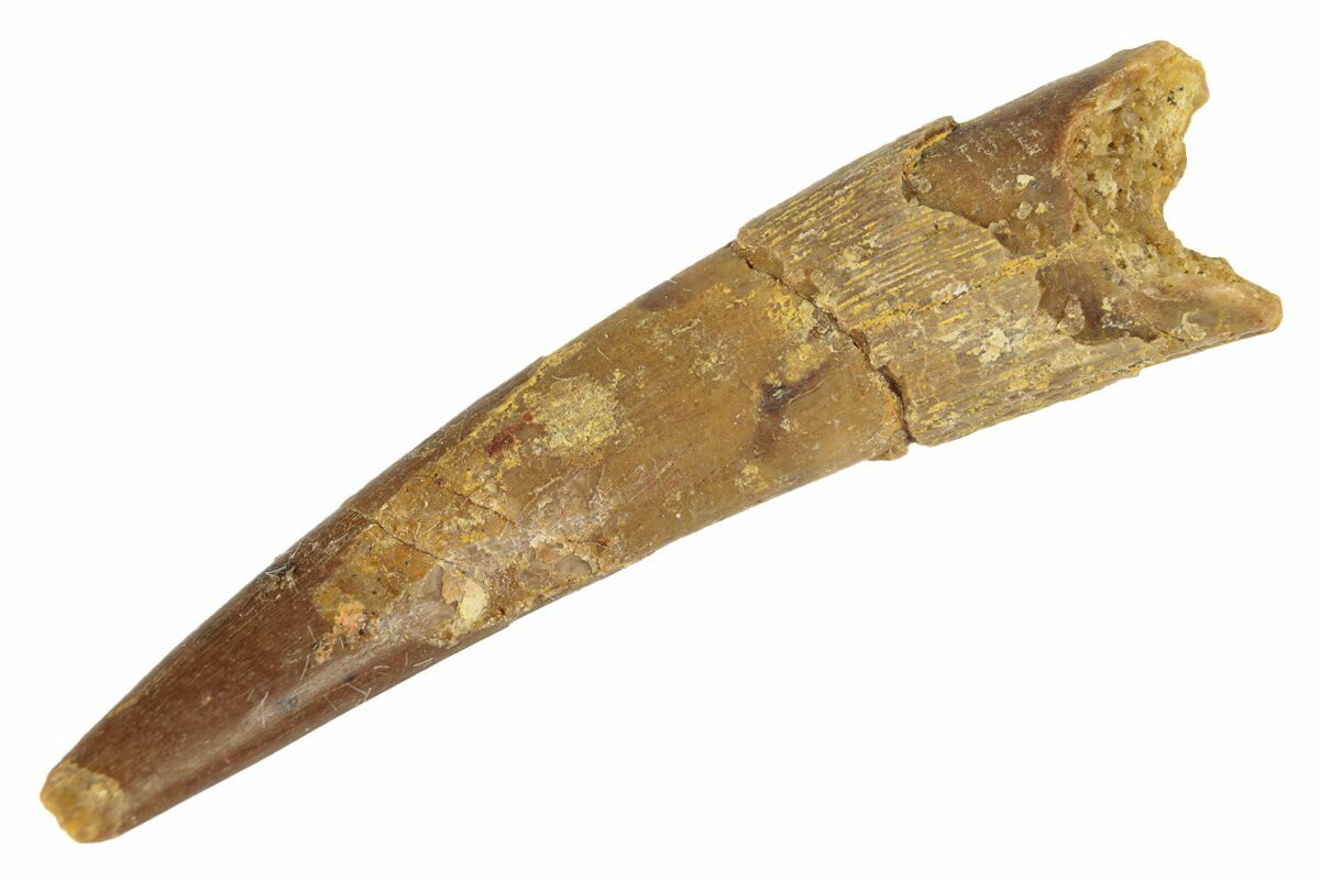 1.68" Fossil Pterosaur (Siroccopteryx) Tooth - Morocco (#248950) For ...
