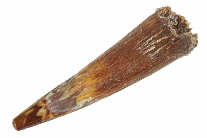 1.61" Fossil Pterosaur (Siroccopteryx) Tooth - Morocco (#248952) For ...