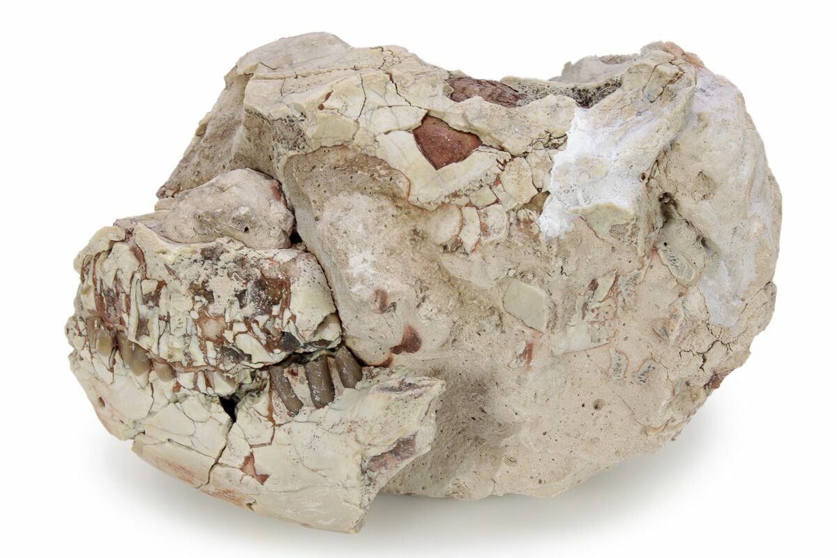 Bargain, 3.9" Fossil Oreodont (Leptauchenia) Skull - South Dakota ...