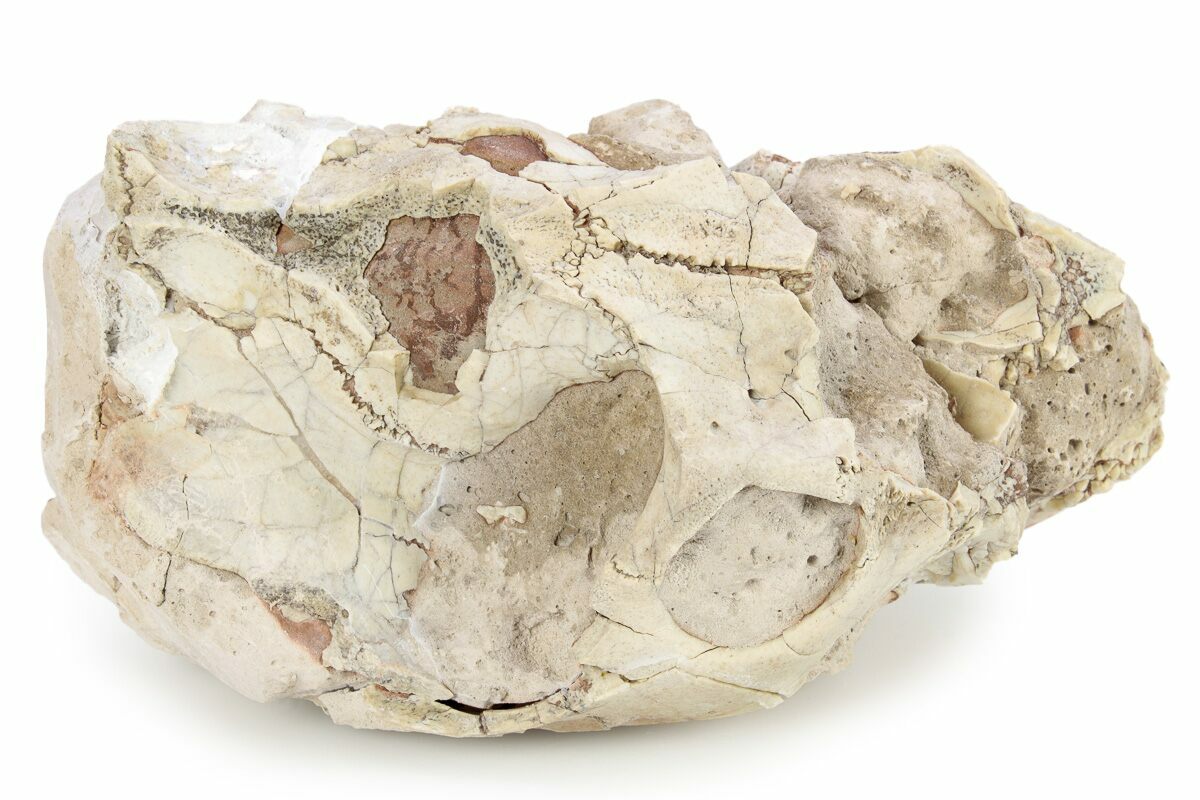 Bargain, 3.9" Fossil Oreodont (Leptauchenia) Skull - South Dakota ...