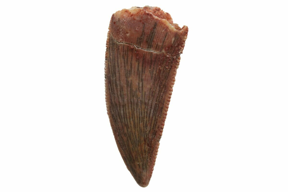 Serrated, .82" Raptor Tooth - Real Dinosaur Tooth (#249386) For Sale ...