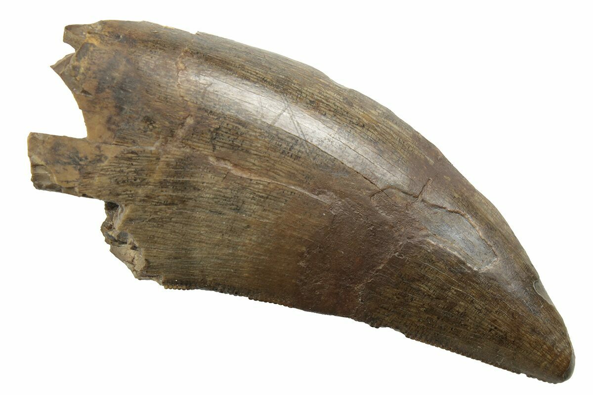 2.01" Serrated Tyrannosaur Tooth - Judith River Formation (#249562) For ...