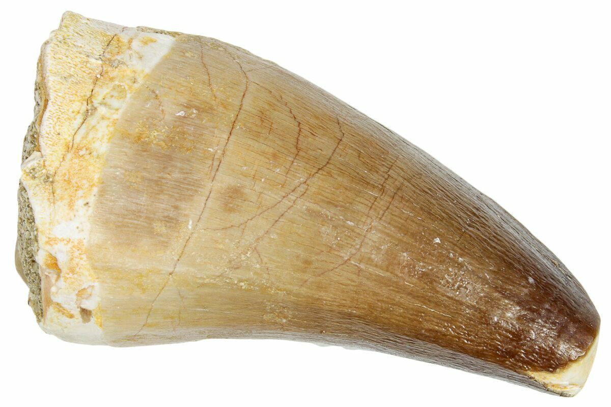 2 Fossil Mosasaur (Prognathodon) Tooth - Morocco (#249714) For Sale ...