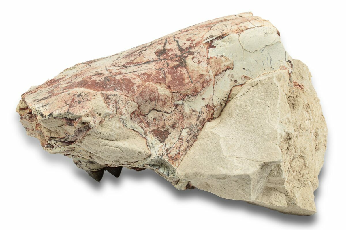 Bargain, 4.4" Fossil Oreodont (Merycoidodon) Partial Skull (#249301 ...