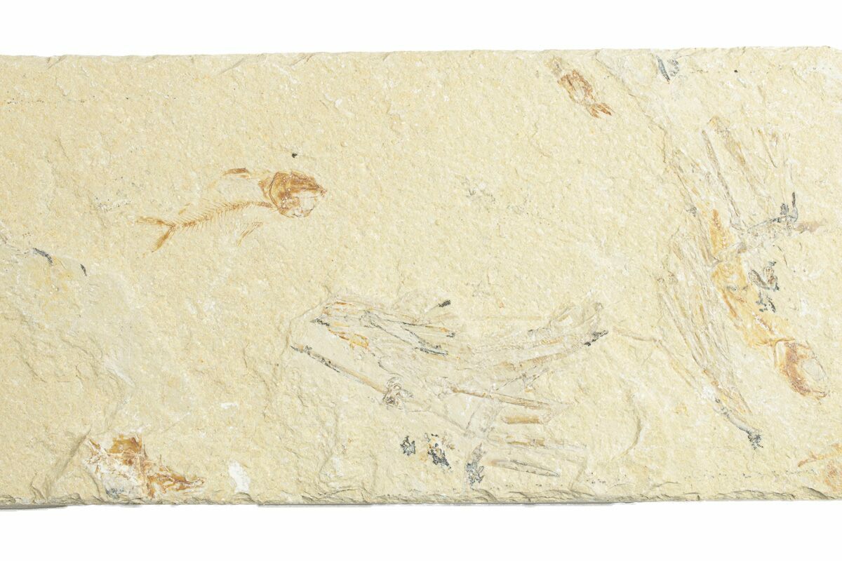 Two Cretaceous Fossil Fish Plate - Lebanon (#249890) For Sale ...