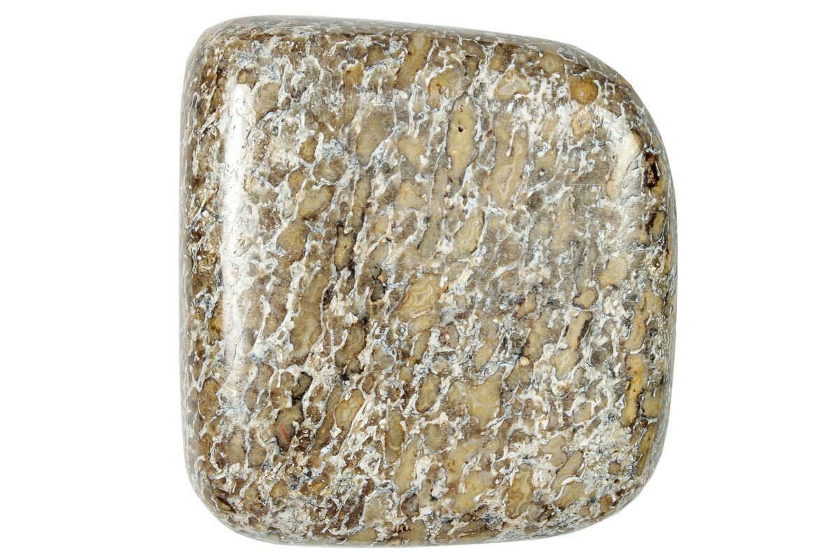 2" Polished Dinosaur Bone (Gembone) - Morocco (#250080) For Sale ...