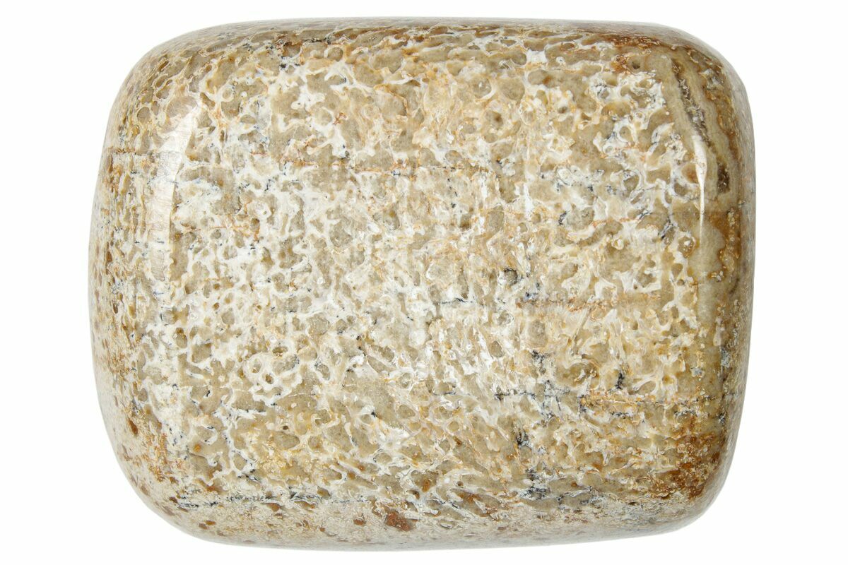 1.8" Polished Dinosaur Bone (Gembone) - Morocco (#250098) For Sale ...