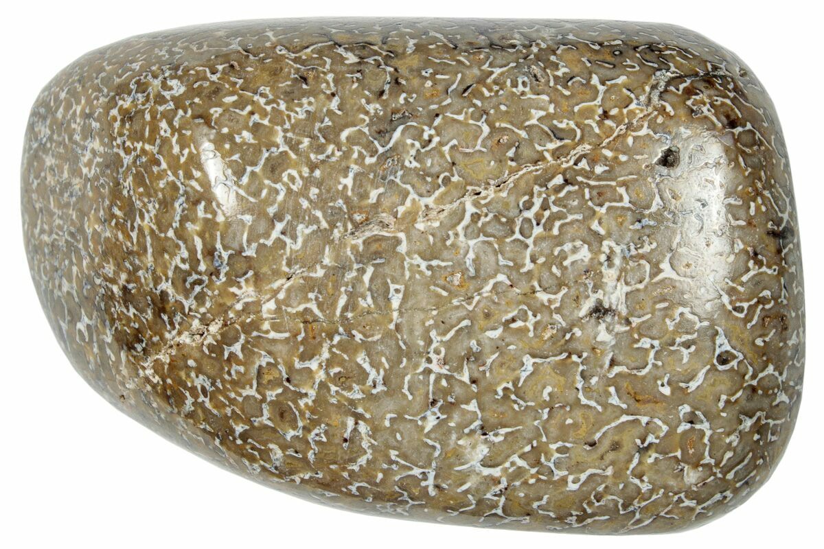 2" Polished Dinosaur Bone (Gembone) - Morocco (#250107) For Sale ...