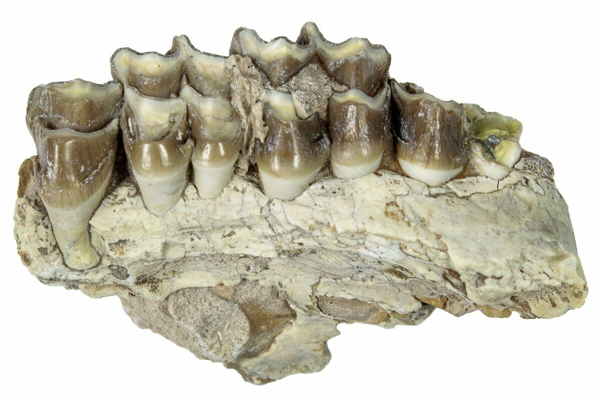 2.1" Oreodont (Merycoidodon) Jaw Section - South Dakota (#250138) For ...