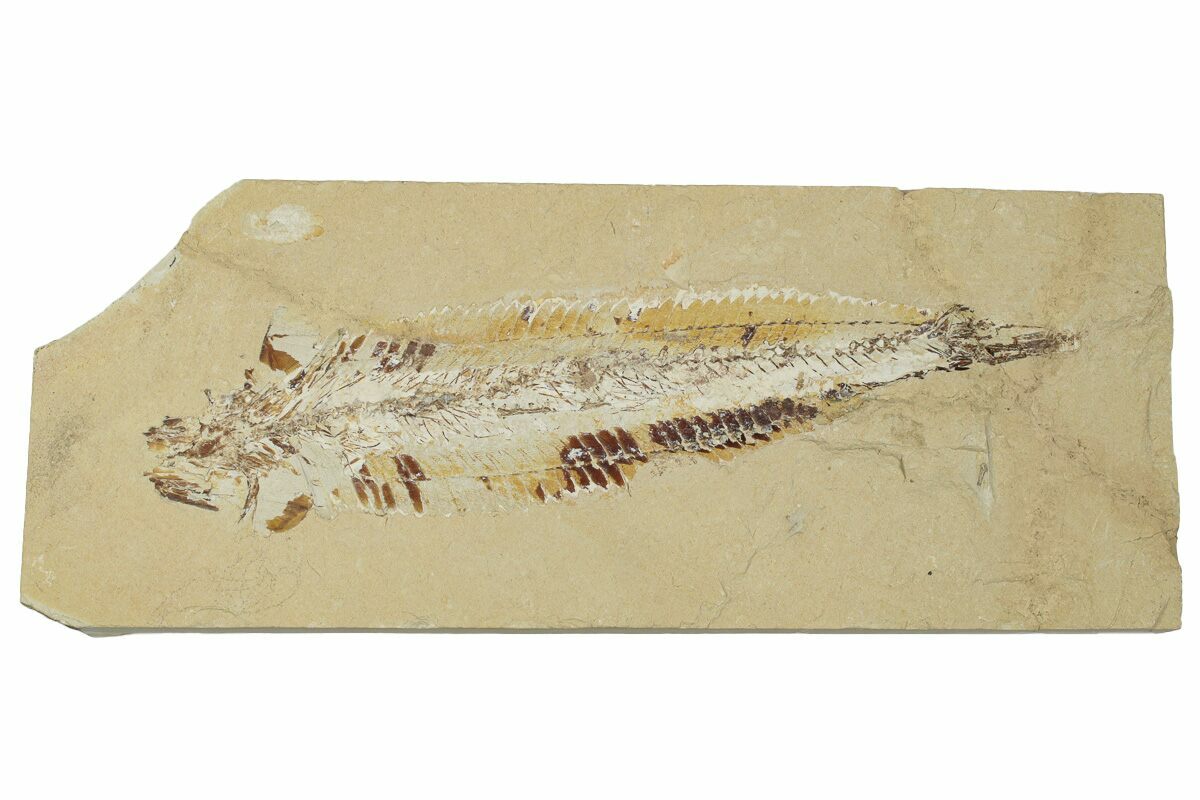 8" Cretaceous Viper Fish (Prionolepis) - Lebanon (#250179) For Sale ...