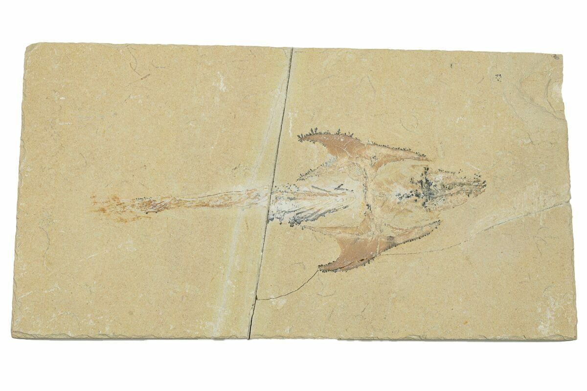 4.3" Cretaceous Crusher Fish (Coccodus) - Hjoula, Lebanon (#250181) For ...