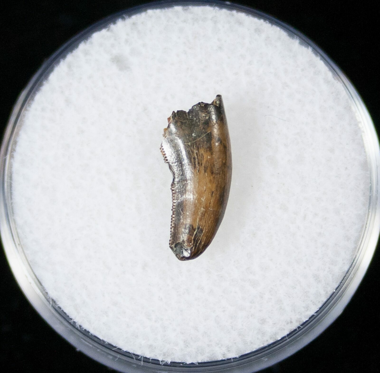 .47" Raptor (Dromaeosaur) Tooth - Judith River (#14796) For Sale ...