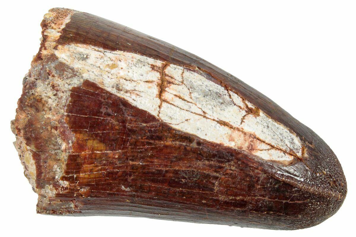 1.50" Cretaceous Fossil Crocodylomorph Tooth - Morocco (#250696) For ...