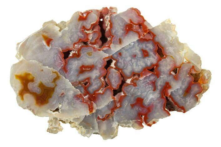 3.8" Polished Agate Section - Morocco (#250899) For Sale - FossilEra.com