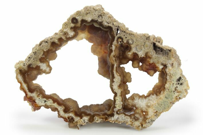 5.8" Agatized Fossil Coral Slab - Florida (#250928) For Sale ...