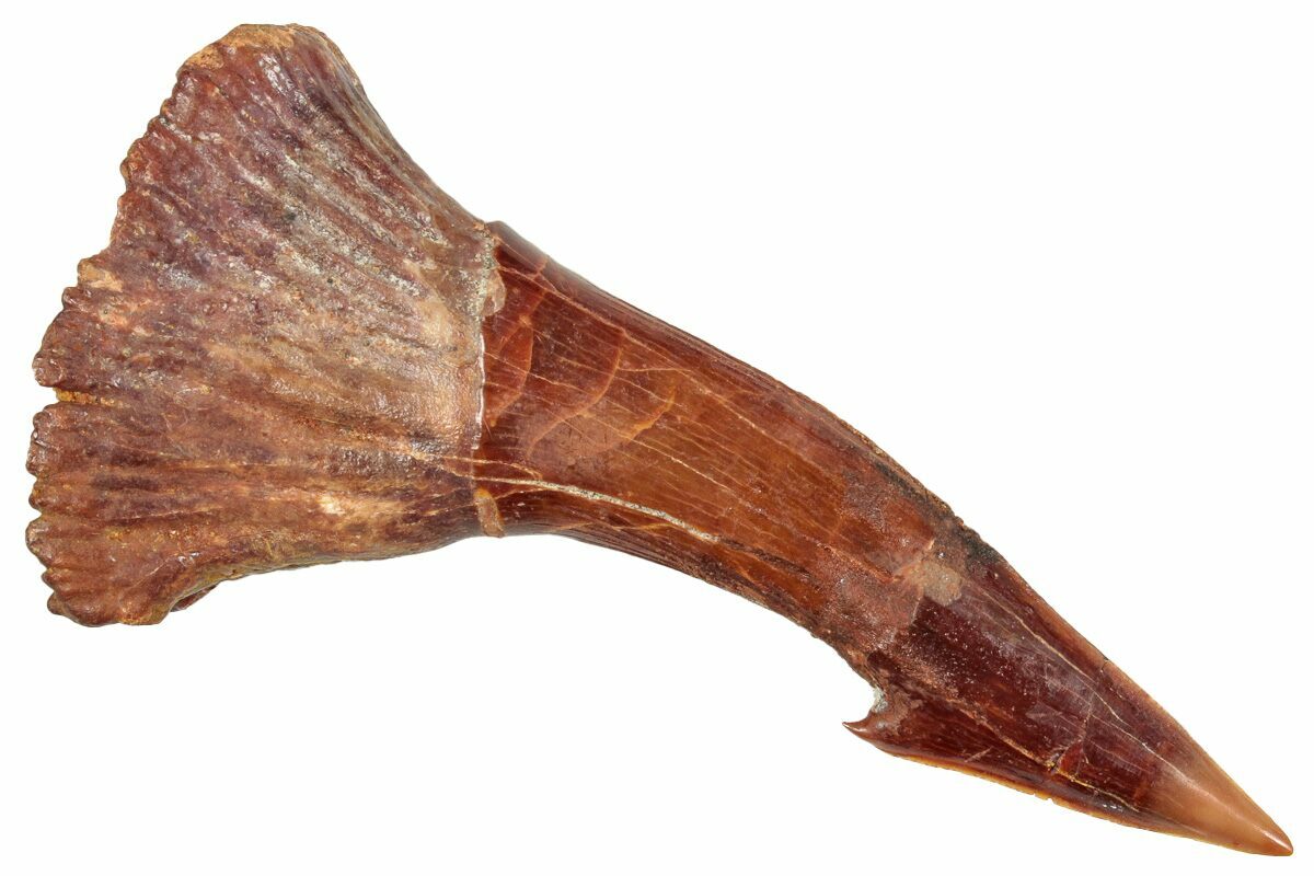 2.6" Fossil Sawfish (Onchopristis) Rostral Barb - Morocco (#250910) For ...