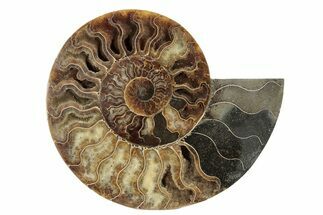 8" Cut & Polished Ammonite Fossil (Half) - Madagascar (#149614) For ...