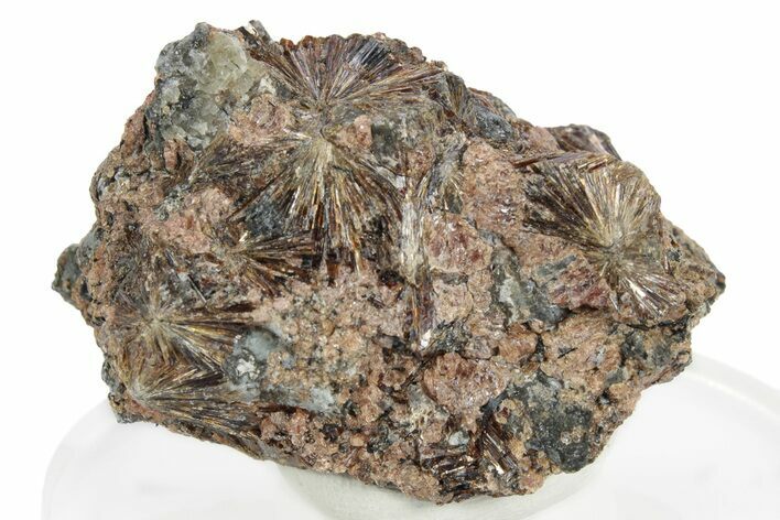 1.65" Lamprophyllite Crystal Aggregations in Matrix - Russia (#251087 ...