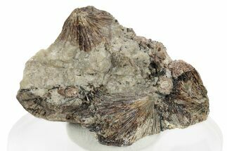 1.65" Lamprophyllite Crystal Aggregations in Matrix - Russia (#251087 ...