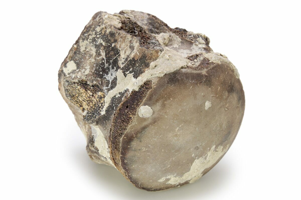 2" Fossil Mosasaur (Clidastes) Vertebra - Texas (#251257) For Sale ...