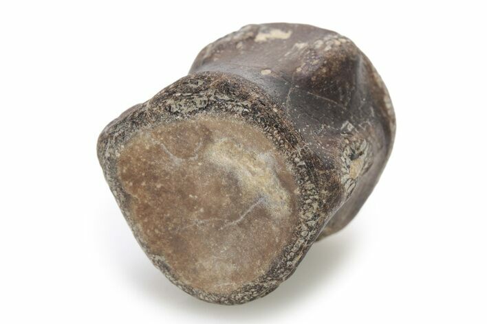 .9" Fossil Mosasaur (Clidastes) Vertebra - Texas (#251265) For Sale ...