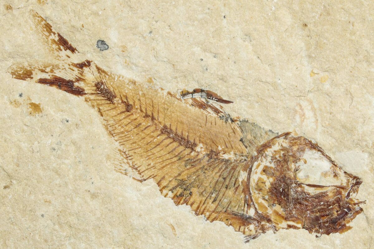 1.9" Cretaceous Fossil Fish (Armigatus) - Lebanon (#251387) For Sale ...