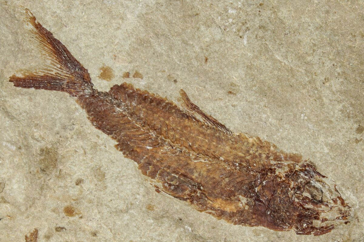 2.2" Cretaceous Fossil Fish (Armigatus) - Lebanon (#251401) For Sale ...