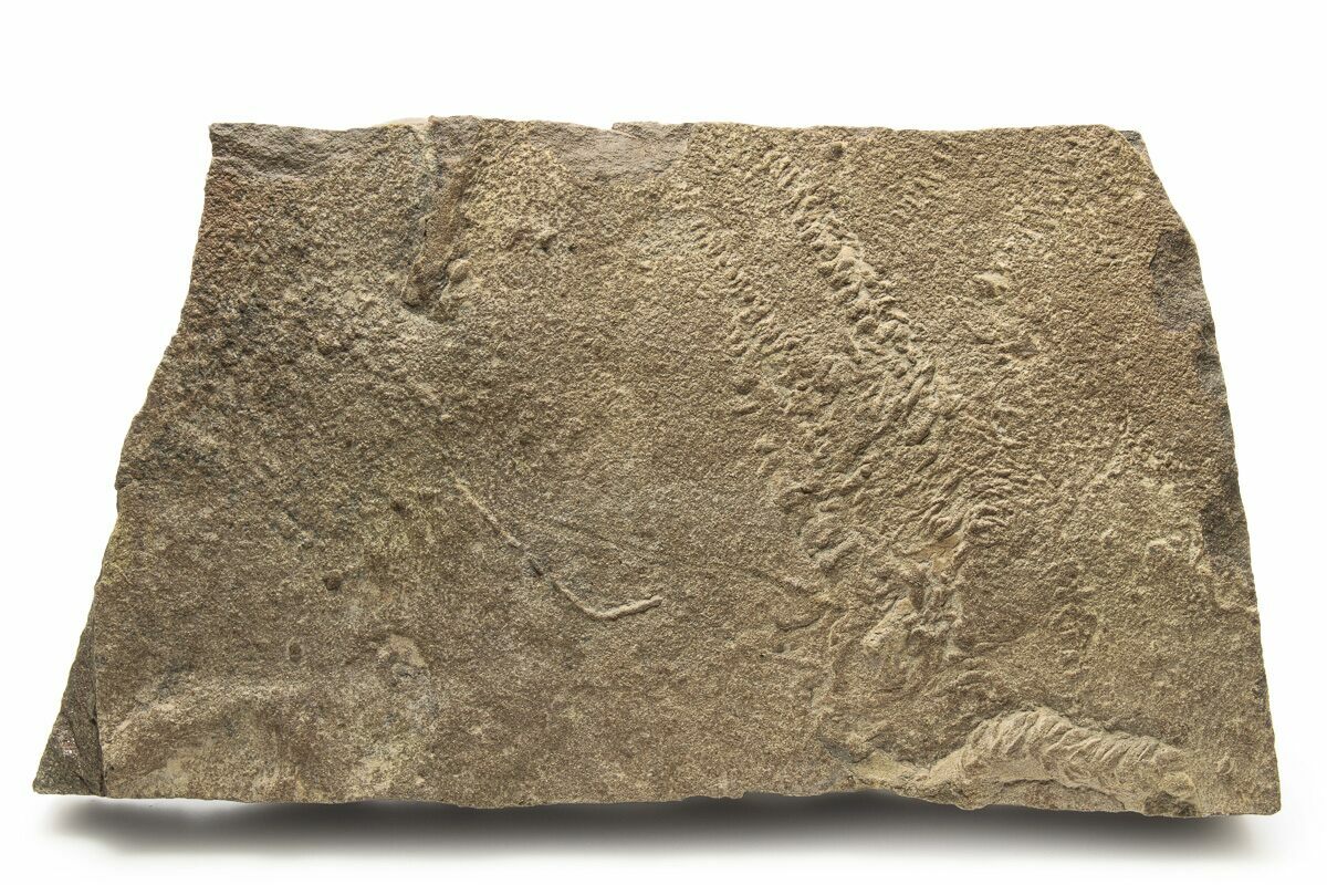 3.9" Cruziana (Fossil Trilobite Trackway) - Morocco (#251780) For Sale - FossilEra.com