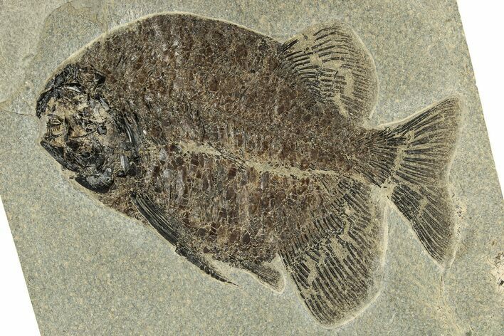 10.8" Scarce Fish Fossil (Phareodus) - Unusual Compression (#251887 ...