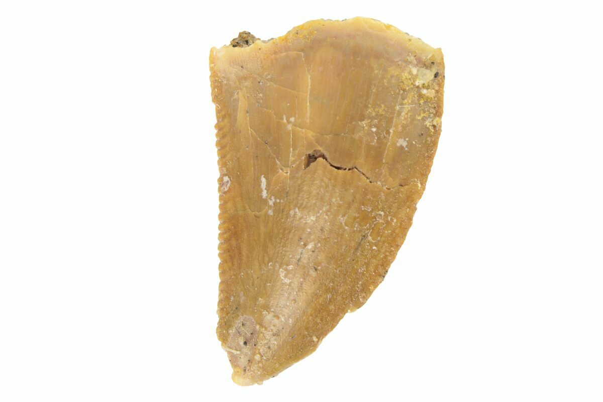 Serrated, .50" Raptor Tooth - Real Dinosaur Tooth (#251807) For Sale ...