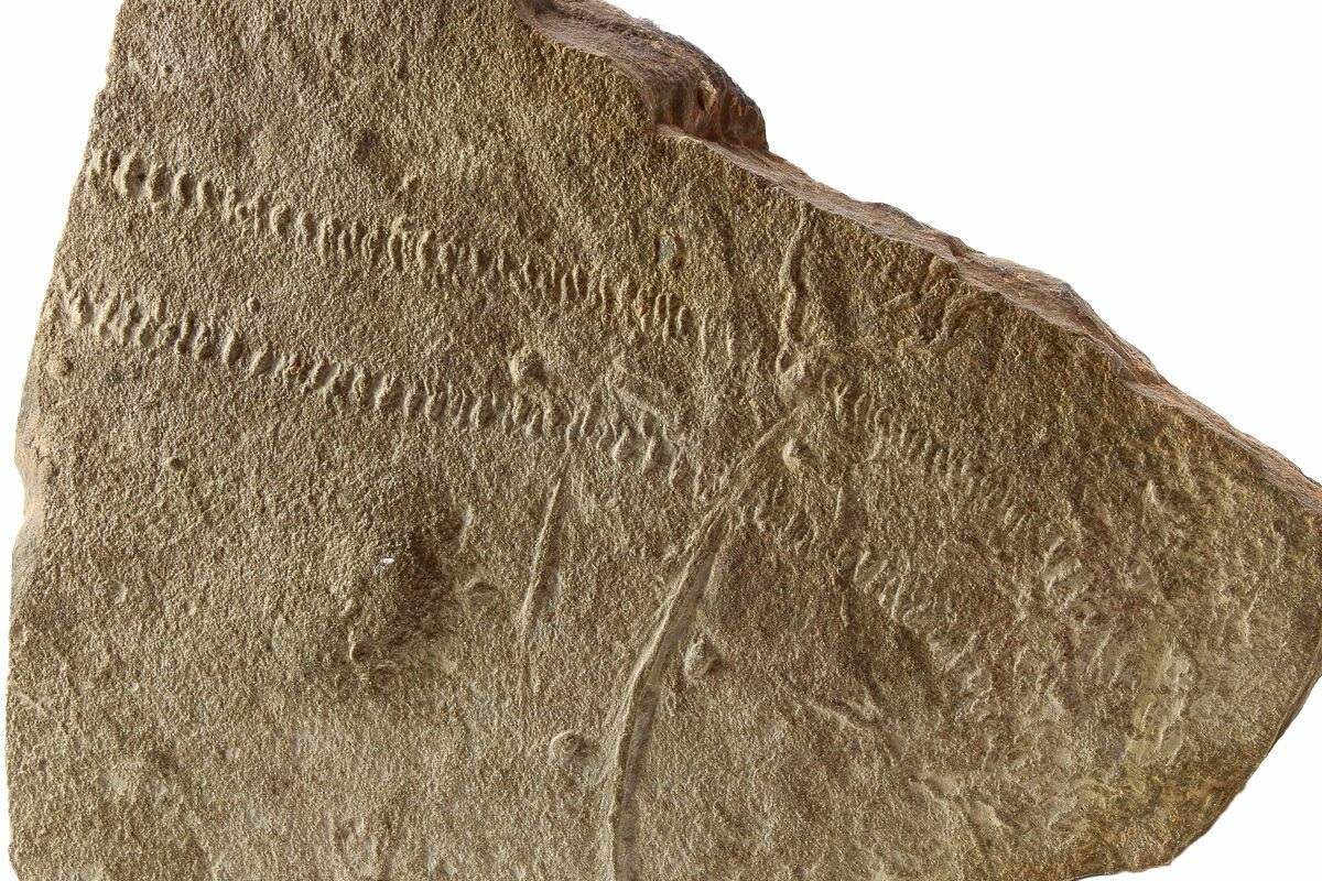 6.2" Cruziana (Fossil Trilobite Trackway) - Morocco (#251952) For Sale - FossilEra.com