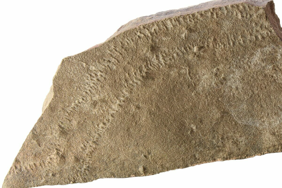 6.2" Cruziana (Fossil Trilobite Trackway) - Morocco (#251956) For Sale - FossilEra.com