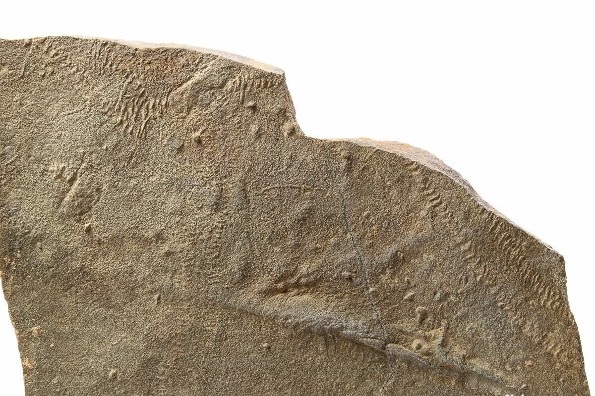 13.2" Cruziana (Fossil Trilobite Trackway) Plate - Morocco (#251958 ...