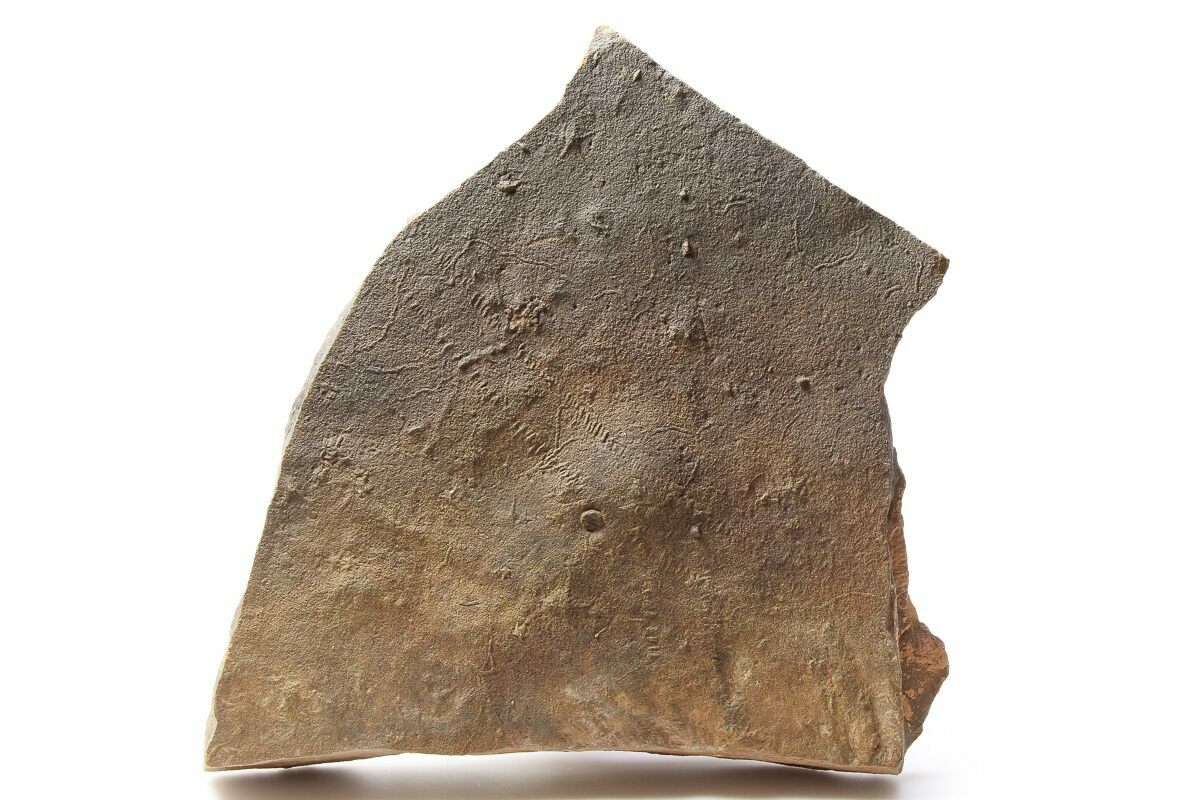 8" Cruziana (Fossil Trilobite Trackway) - Morocco (#251959) For Sale - FossilEra.com