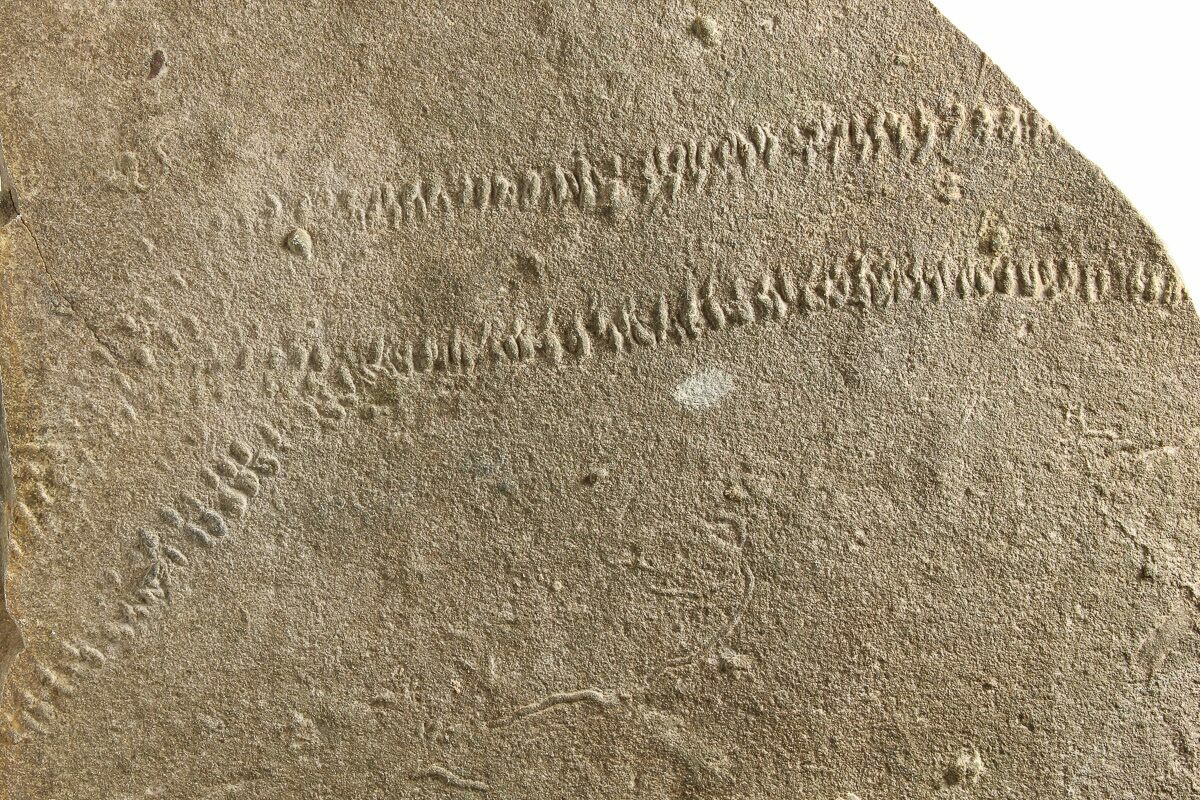 7.2" Cruziana (Fossil Trilobite Trackway) - Morocco (#251966) For Sale - FossilEra.com